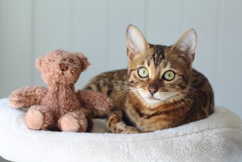 Cute cat and a teddy bear stock photo. Image of eyes - 114548138