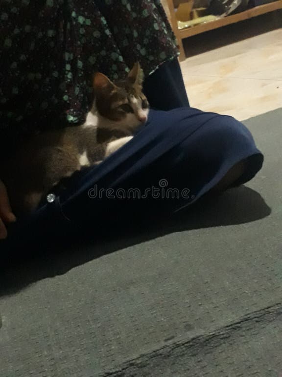 Cute Cat is Thinking about Something Stock Image - Image of white, hand ...