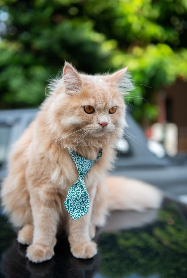 204 Cat Loop Stock Photos - Free & Royalty-Free Stock Photos from ...