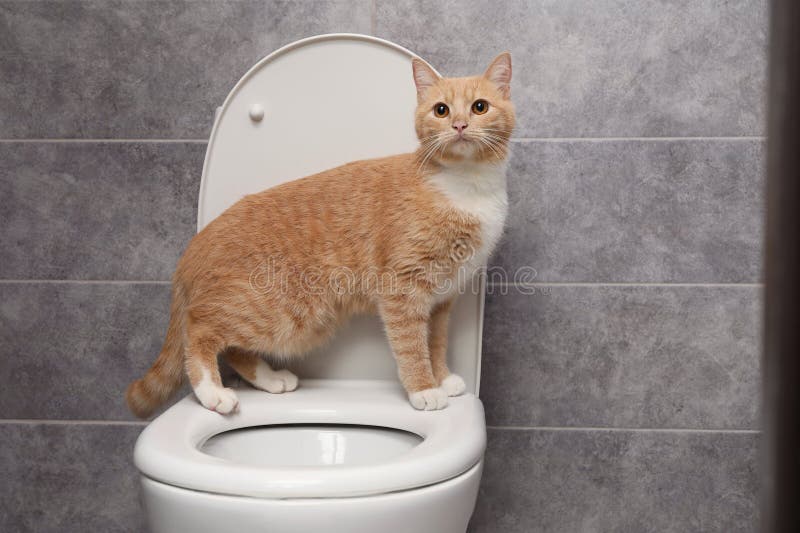 Cute Cat on Toilet Bowl in Bathroom Stock Photo - Image of ceramic ...
