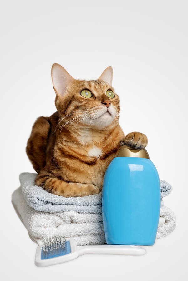 Cute Cat with Tools for Bathing Animals, Hygiene on a White Background ...