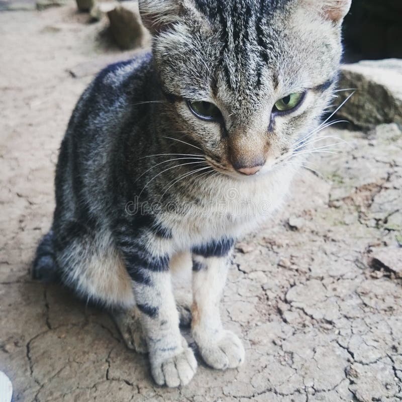 The cute cat try to hunt stock photo. Image of mammal - 269748234