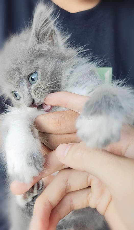 Cute Cat Trying To Bite the Finger Stock Image - Image of persian ...