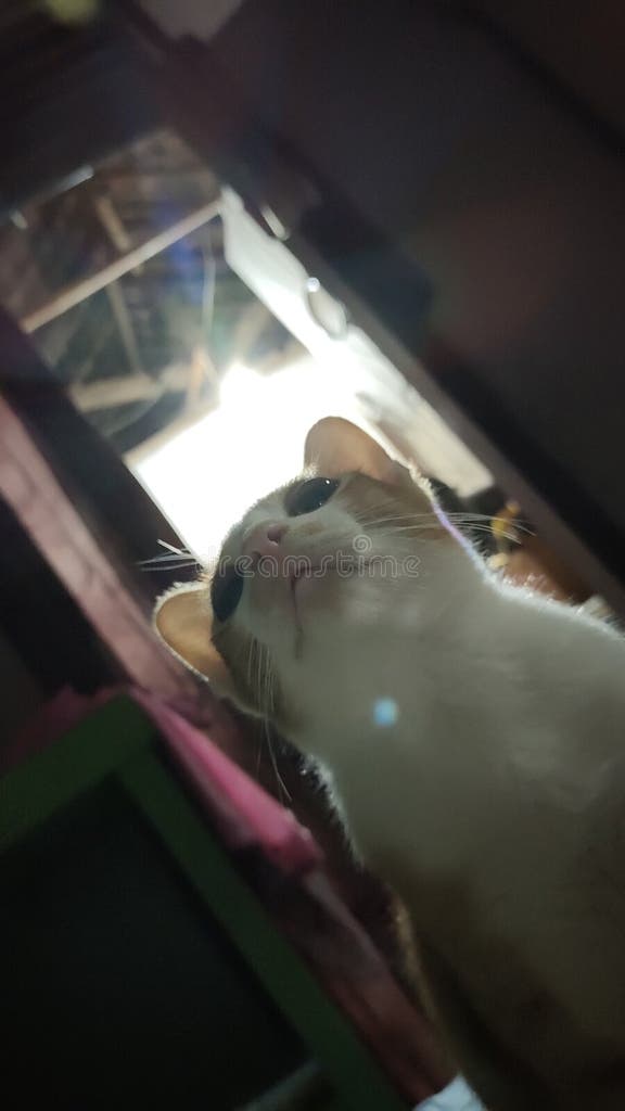 Cute Cat Staring at the Stars Stock Image - Image of stars, cute: 311778409