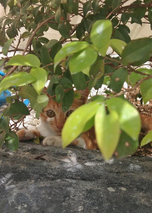 A Cute Cat Under the Tree in Evening Stock Image - Image of tree ...