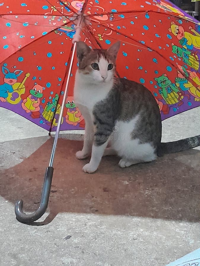 Cute cat under a umbrella. stock image. Image of umbrella - 379793421