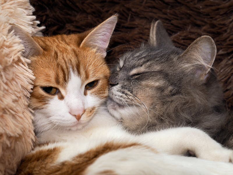 Cute Cat Under the Warm Fur Blanket Stock Photo - Image of rest, cozy ...