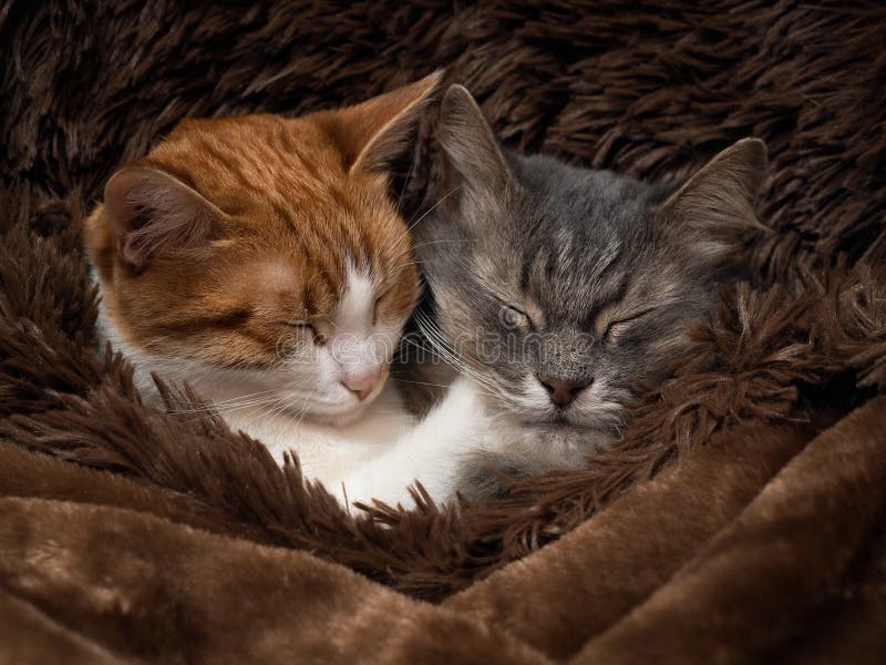 Cute Cat Under the Warm Fur Blanket Stock Image - Image of feelings ...