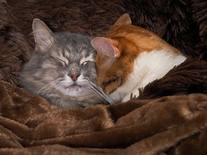 Cute Cat Under the Warm Fur Blanket Stock Photo - Image of rest ...