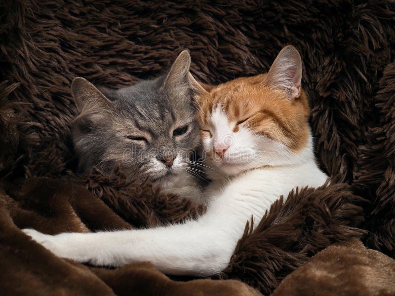 Cute Cat Under the Warm Fur Blanket Stock Image - Image of care ...