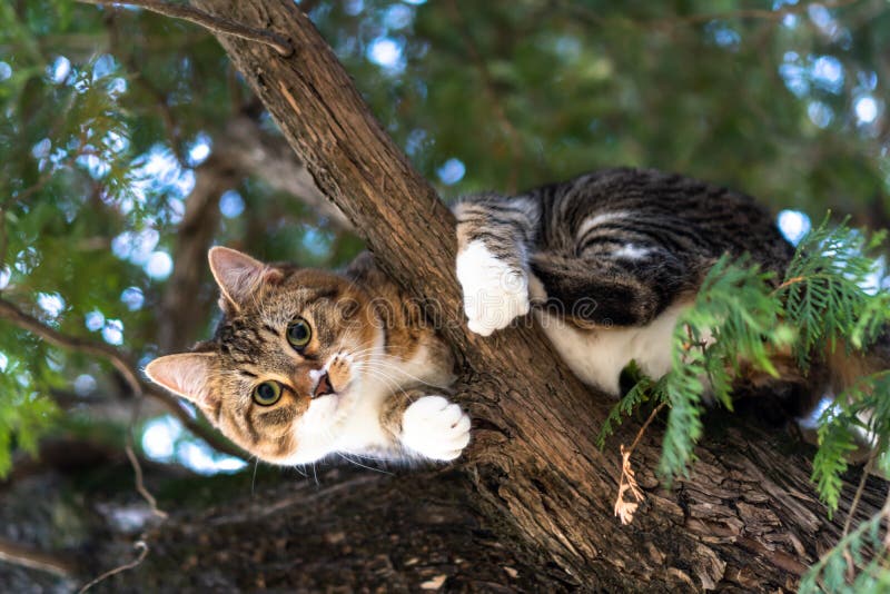 Cute Cat Up in a Tree stock photo. Image of kitten, home - 180010464