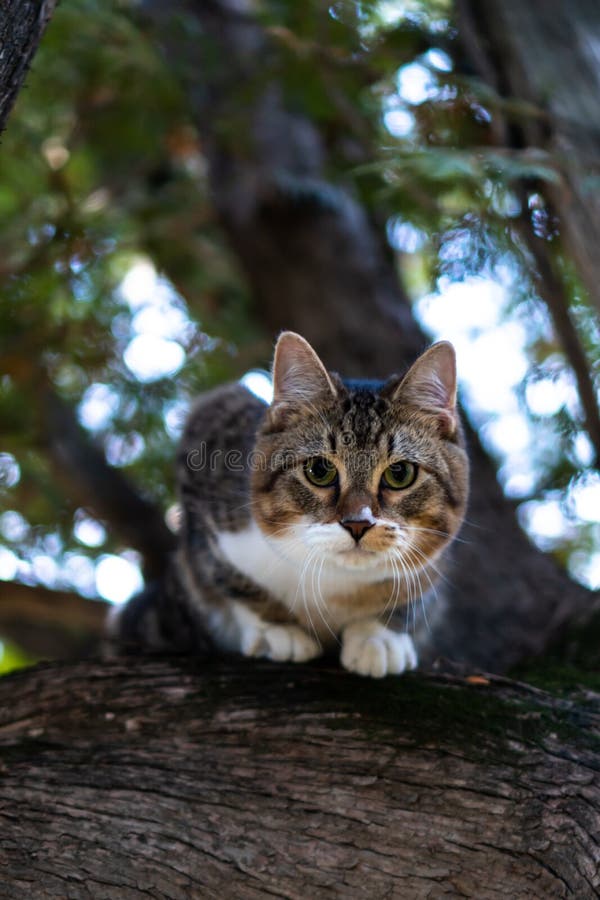 Cute Cat Up in a Tree stock image. Image of tree, mammal - 180010399