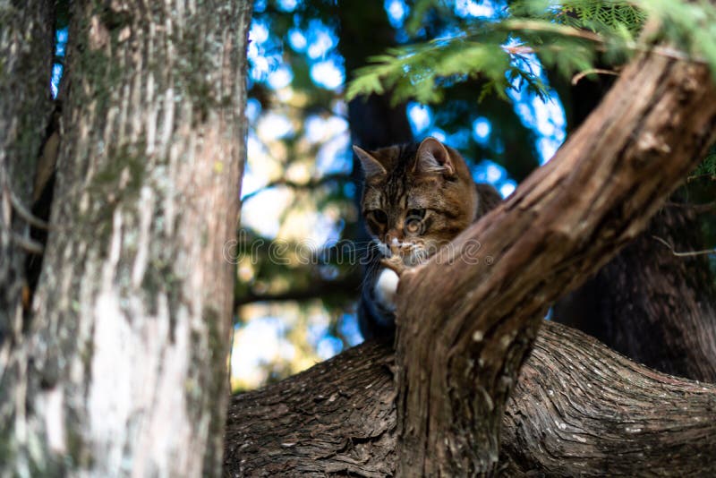 Cute Cat Up in a Tree stock image. Image of white, kitty - 180010481