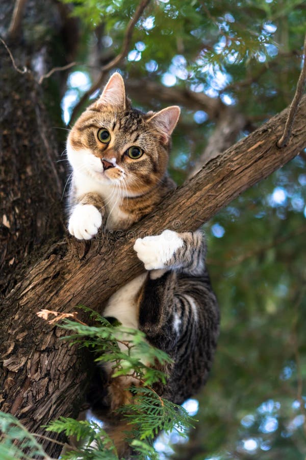 Cute Cat Up in a Tree stock photo. Image of mammal, tree - 180010506