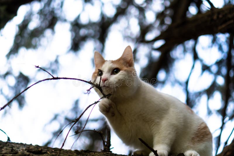 Cute Cat Up in a Tree stock image. Image of tree, mammal - 180010399