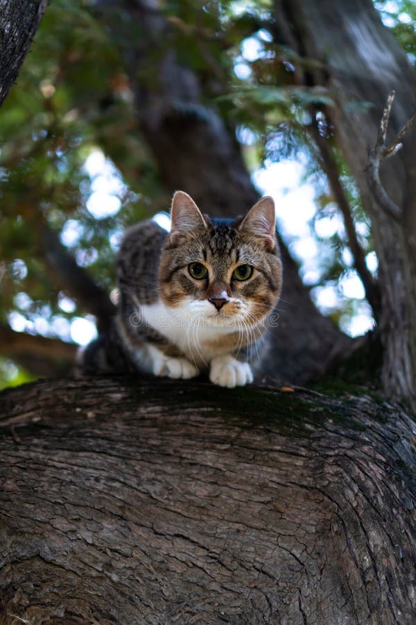 Cute Cat Up in a Tree stock photo. Image of feline, outdoors - 180010528