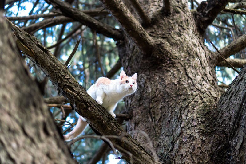 Cute Cat Up in a Tree stock image. Image of cute, domestic - 180010569