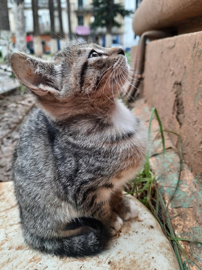 Cute Cat Waiting for Mama Cat. Stock Image - Image of street, animal ...