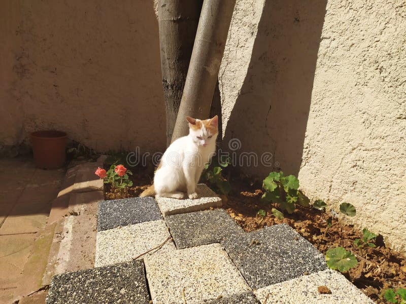 Cute Cat Waiting stock image. Image of place, cute, meow - 161078997