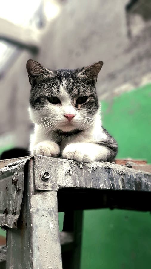 Cute Cat Waiting for Some Food Stock Photo - Image of snout, cute ...