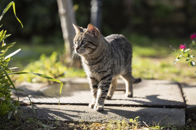 A cute cat walking stock image. Image of kitten, portrait - 191045849