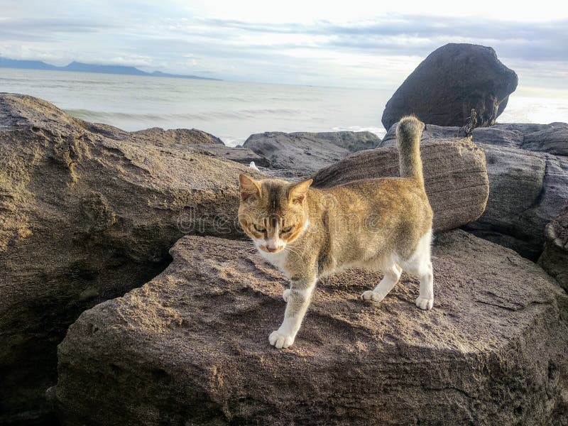 A Cute Cat Walking on a Beach Rock Stock Photo - Image of cute, bird ...