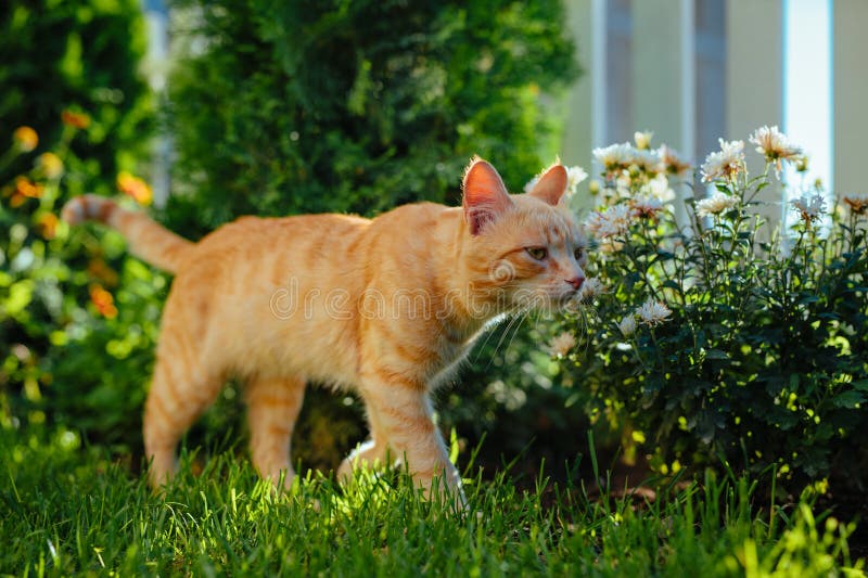 Cute Cat Walking in the Garden Stock Photo - Image of flower, walk ...