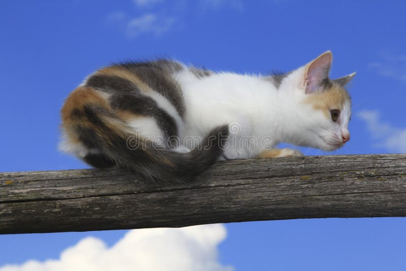 Cute cat walking stock photo. Image of walking, close - 86070456