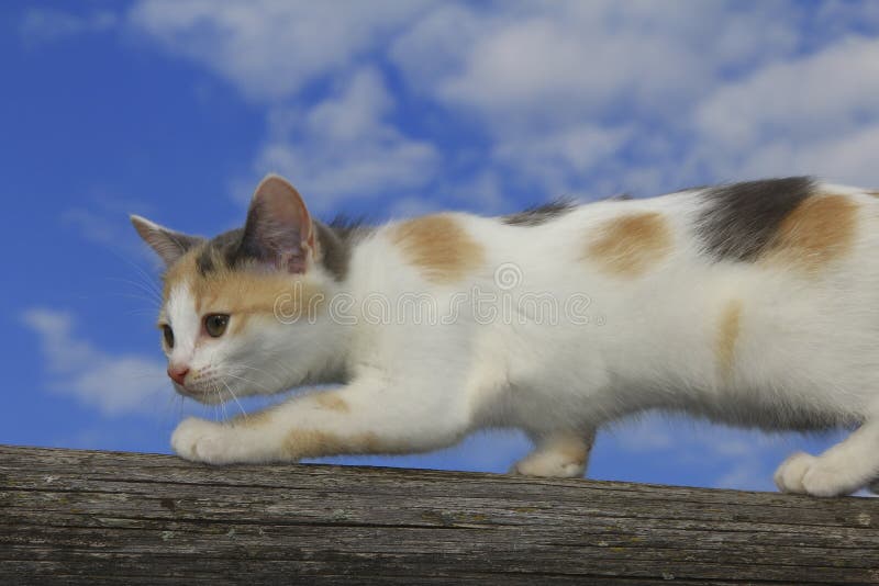 Cute cat walking stock photo. Image of kitten, spotted - 86070482