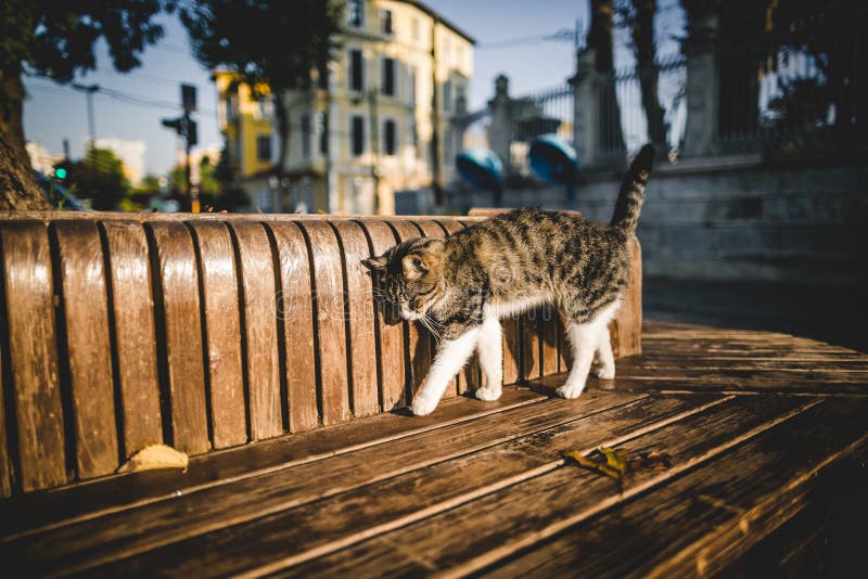 Cute cat walking stock image. Image of voyage, travel - 120639953