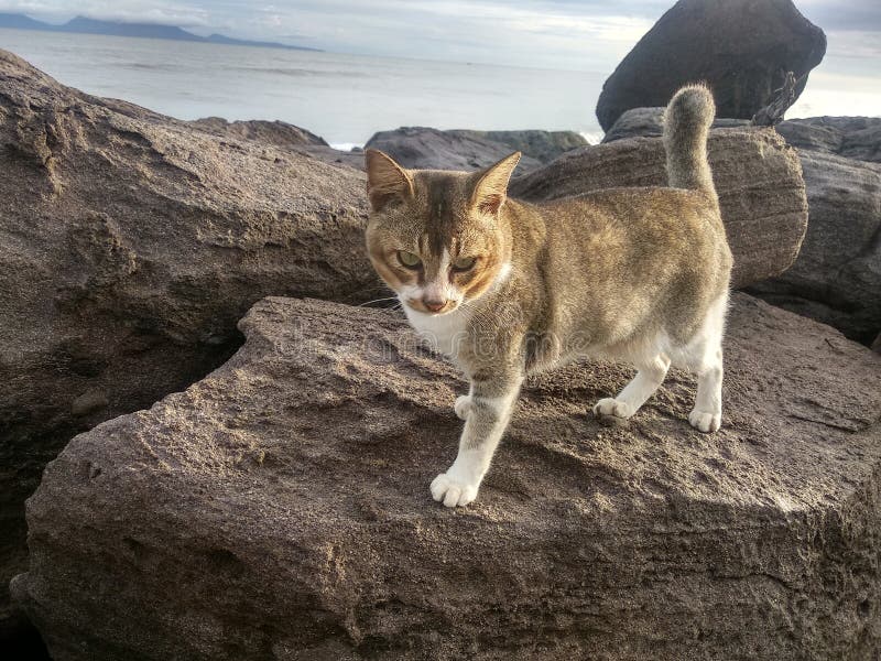 A Cute Cat Wanted To Go Away from the Beach Stock Photo - Image of ...