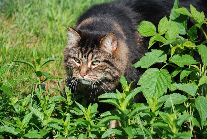 Cute cat watching bird stock photo. Image of mammal, plant - 2730544