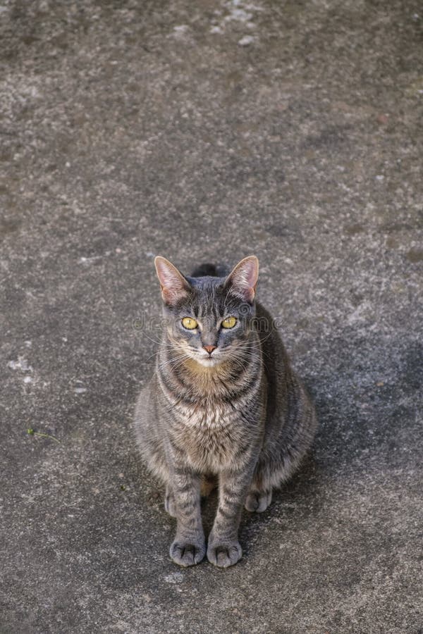 Cute Cat Watching the Camera Stock Image - Image of hair, foreground ...