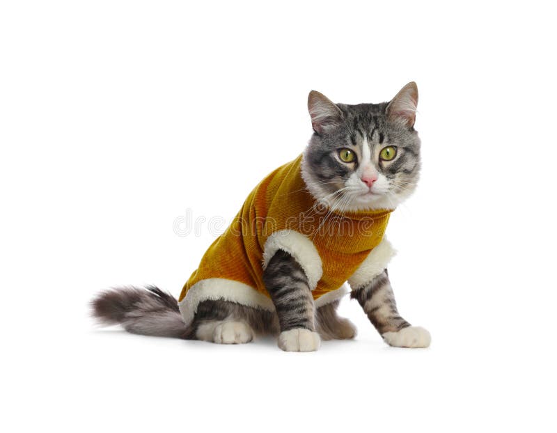 Cute Cat Wearing Stylish Pet Clothes on White Background Stock Photo ...