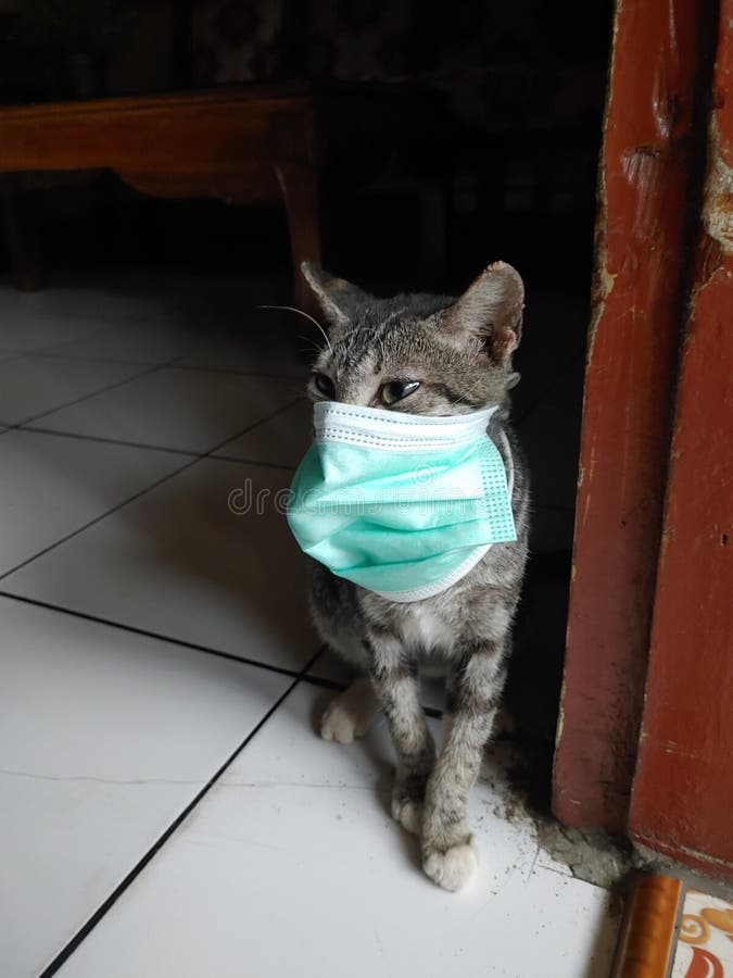 A cute cat wears a mask stock photo. Image of adorable - 302155552