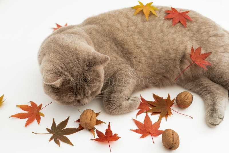 Cute Cat on White Background. Scottish Cat with Autumnal Leaves Stock ...