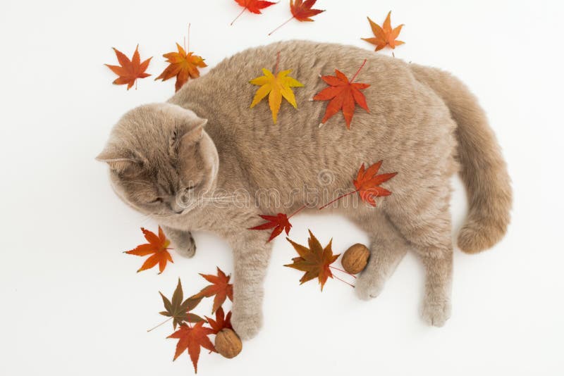 Cute Cat on White Background. Scottish Cat with Autumnal Leaves Stock ...