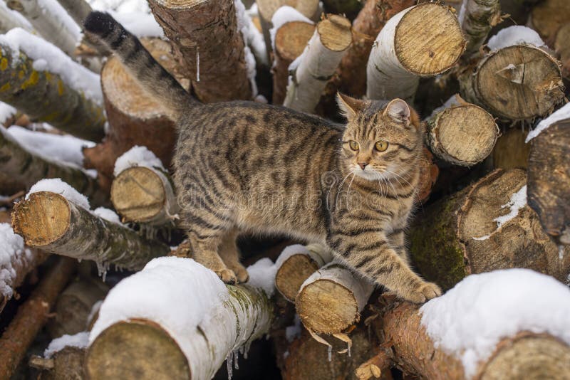 Cute Cat among Wooden Logs Covered with Snow. Winter Tabby Cat Stock ...
