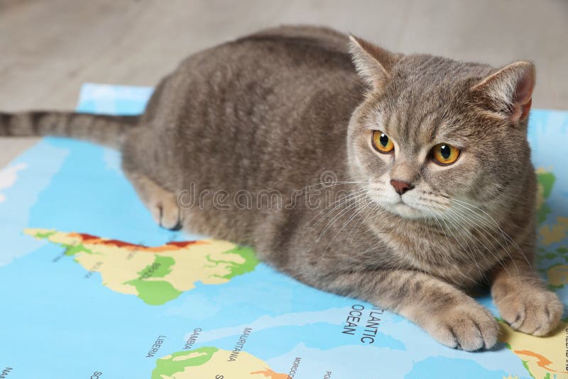 Cute Cat on World Map at Home. Travel with Pet Concept Stock Image - Image of breed, departure ...
