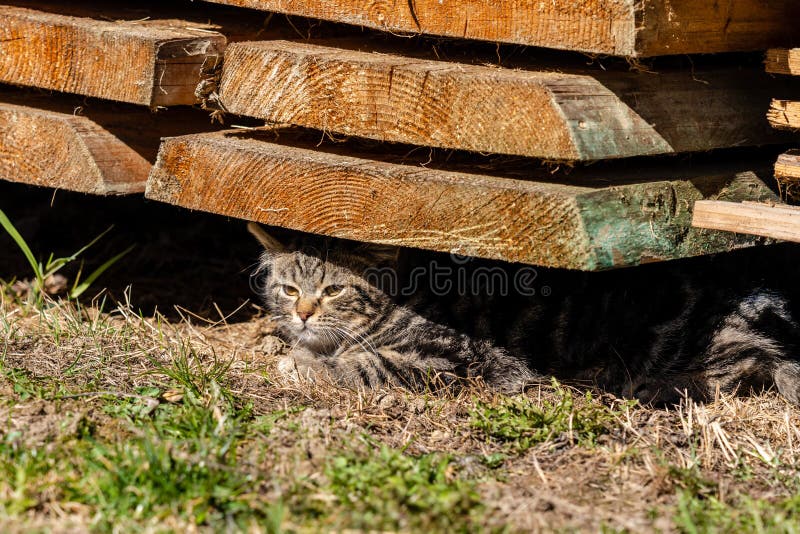 Cute Cat with Yellow Eyes Lying on the Sun Stock Image - Image of kitty ...