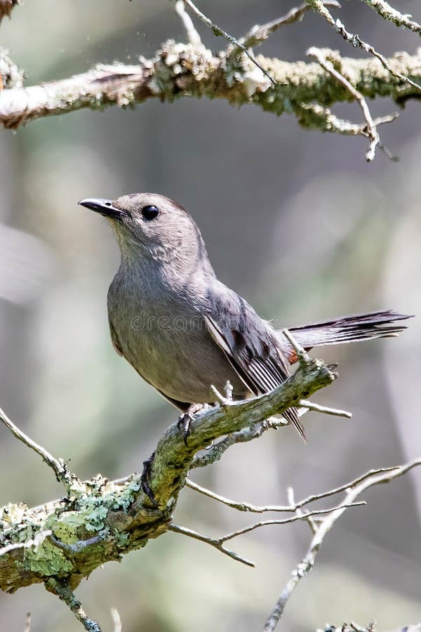 Cute Catbird Close Up Portrait on the Tree Stock Photo - Image of ...