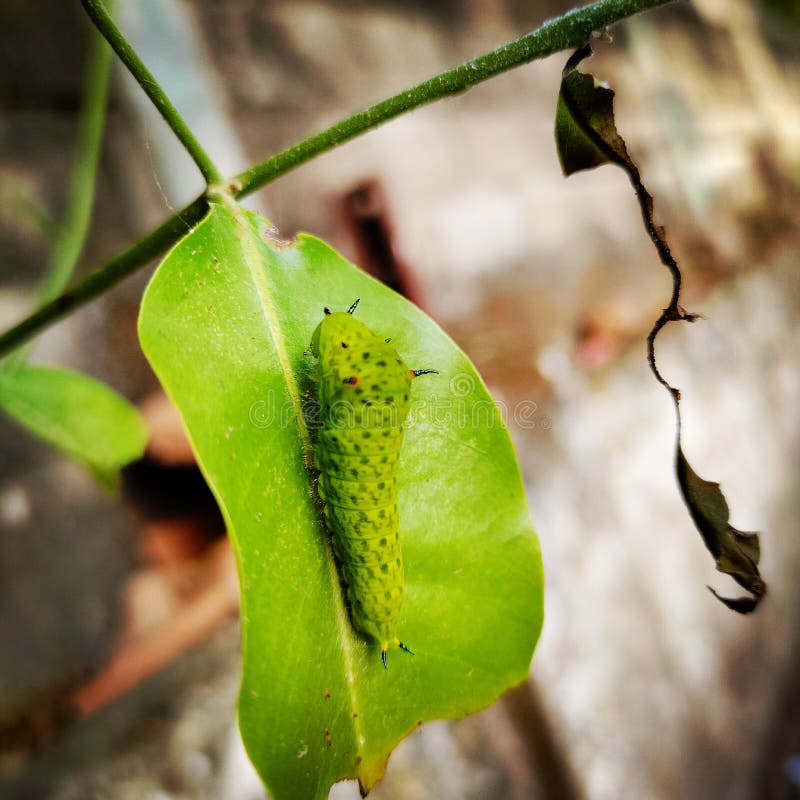 Cute Caterpillar Cute Animals Stock Photo - Image of cute, caterpillar ...