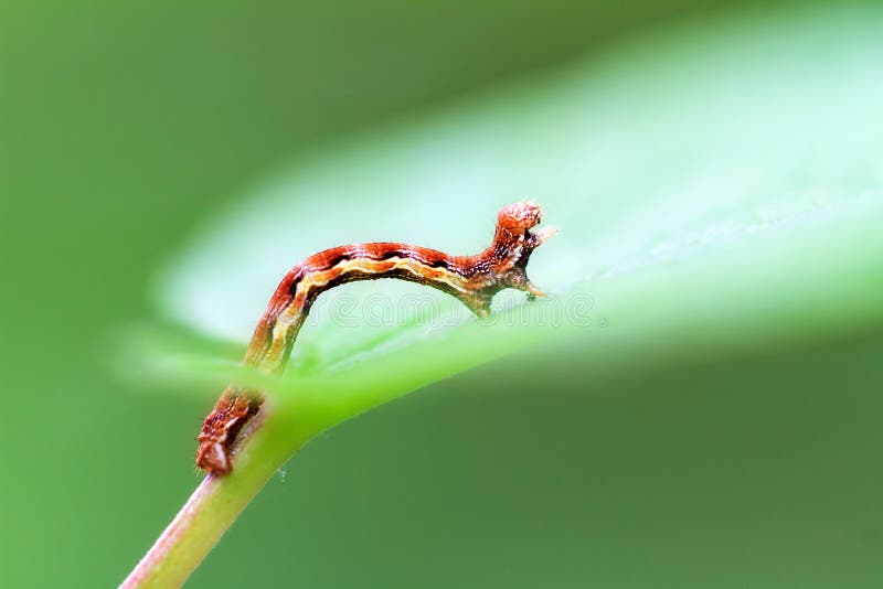Cute caterpillar stock photo. Image of crawling, nature - 61076072