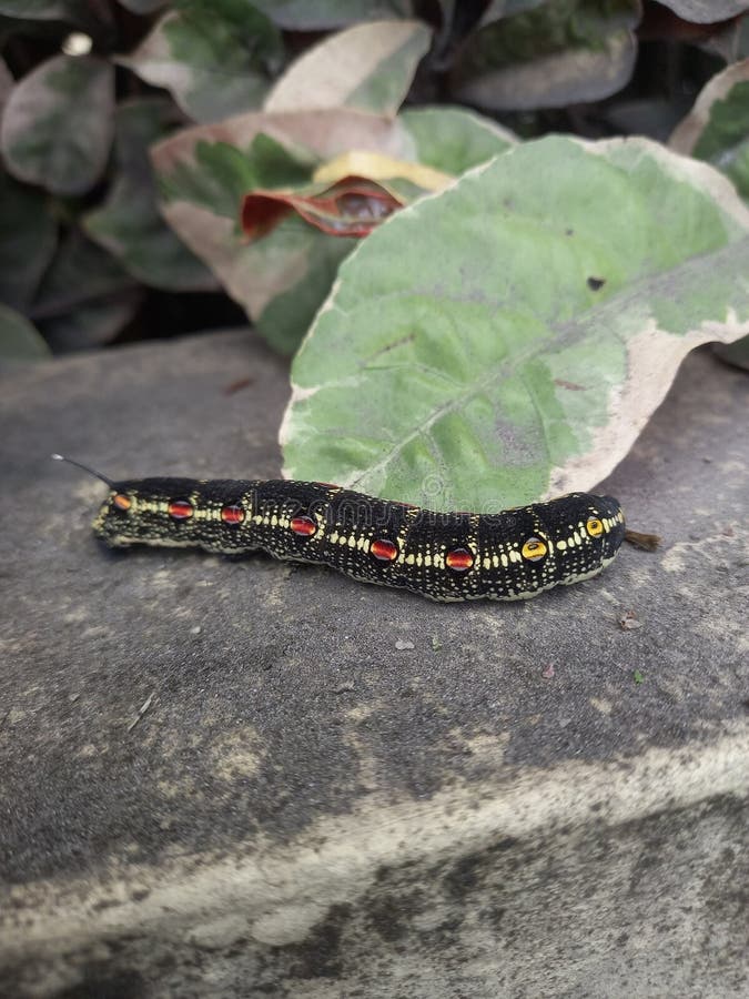 Cute Caterpillar in the Garden Stock Photo - Image of garden, animal ...
