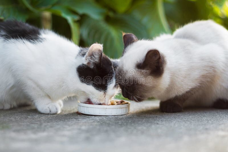 Cute cats eat stock photo. Image of summer, domestic - 80799834