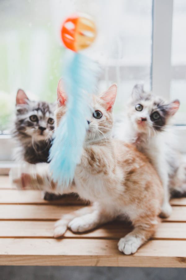 Cute cats is funny stock image. Image of farm, kitten - 76321417