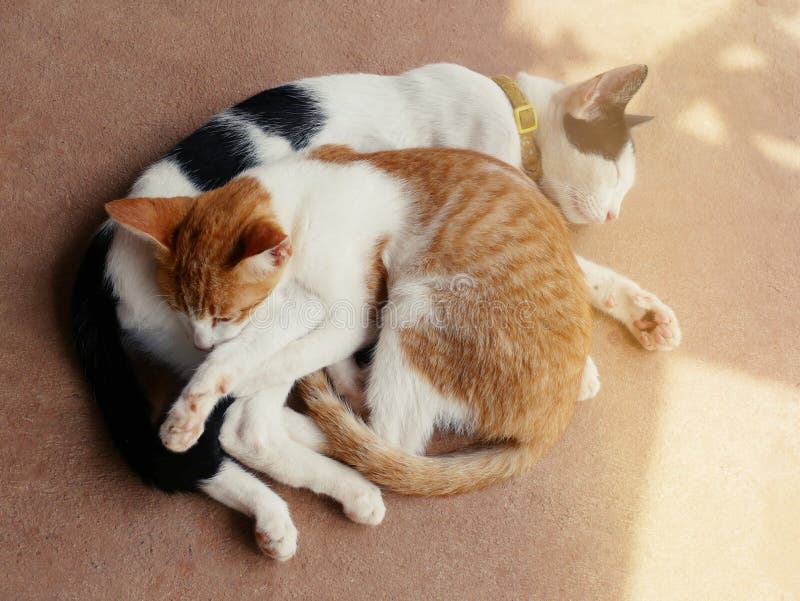 Cute Cats Hug Shows Warmth, Intimacy, Trust, Cheerfulness Stock Photo ...