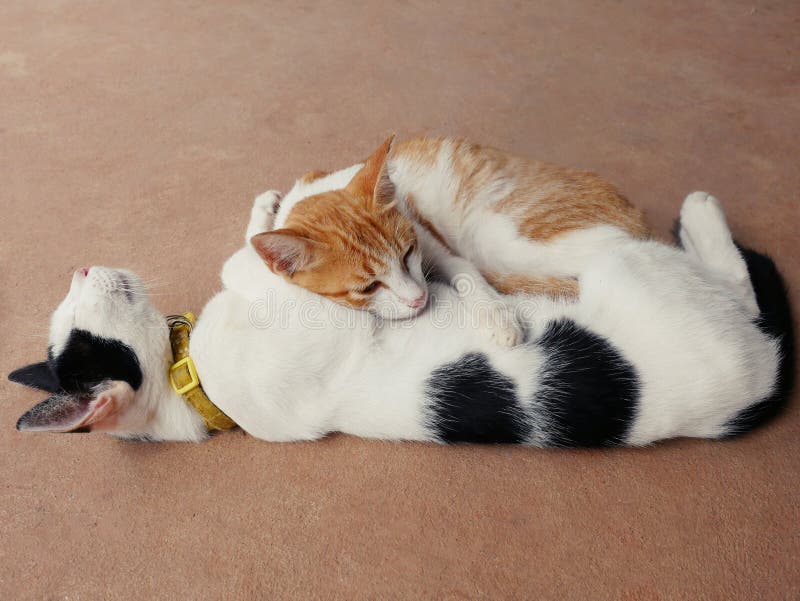 Cute Cats Hug Shows Warmth, Intimacy, Trust, Cheerfulness Stock Photo ...