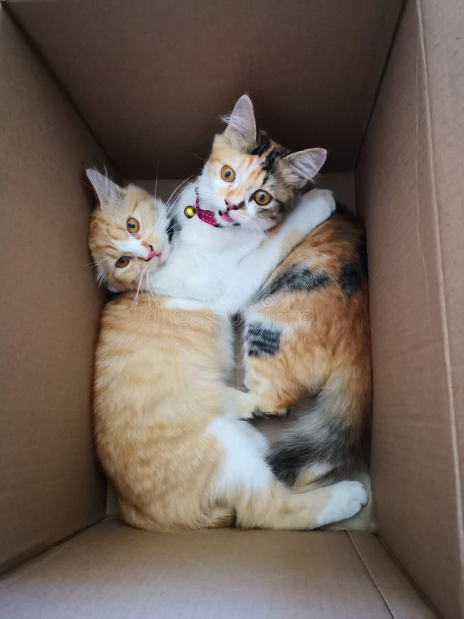 Cute cats hugging stock image. Image of shocking, animal - 270416889