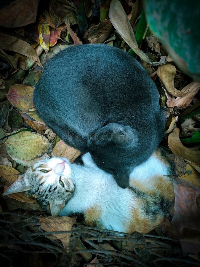 Cute Cats Hugging on the Leaves Stock Image - Image of lyon, jungle ...